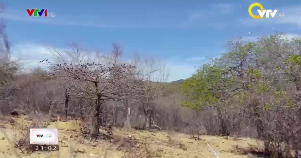 VTV Travel - Du lịch cùng VTV - 24/7/2020 - Video đã phát trên VTV1 ...